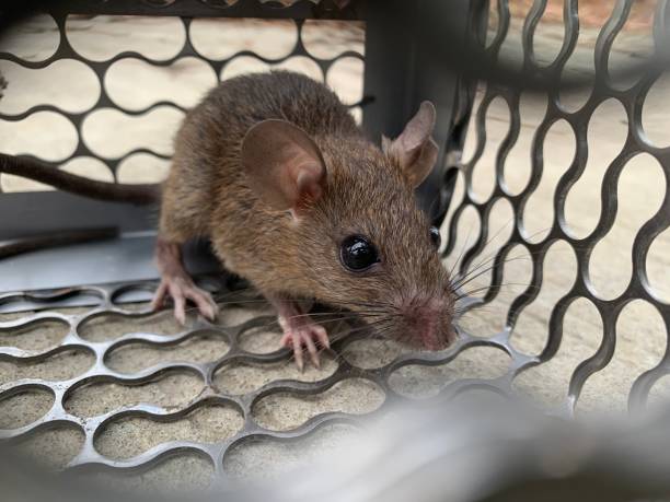 Mice Exterminator Cost in 2025 | Average Prices & Removal Methods